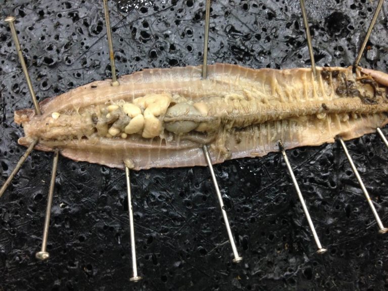 Lumbricus Dissection – Mr. Williamson's Biology Class